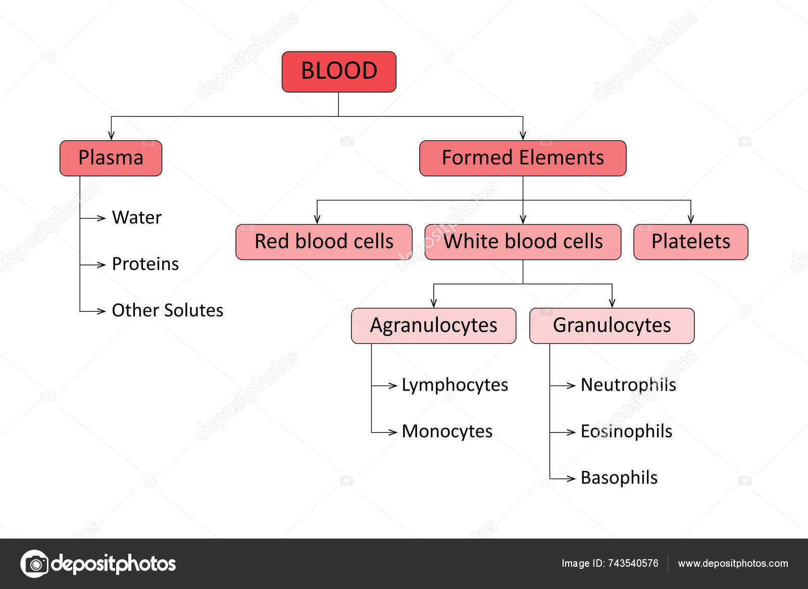 Composition Human Blood Diagram — Stock Photo © AStepBioMed #743540576