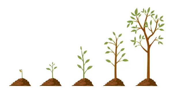 Tree growth Vector Images | Depositphotos