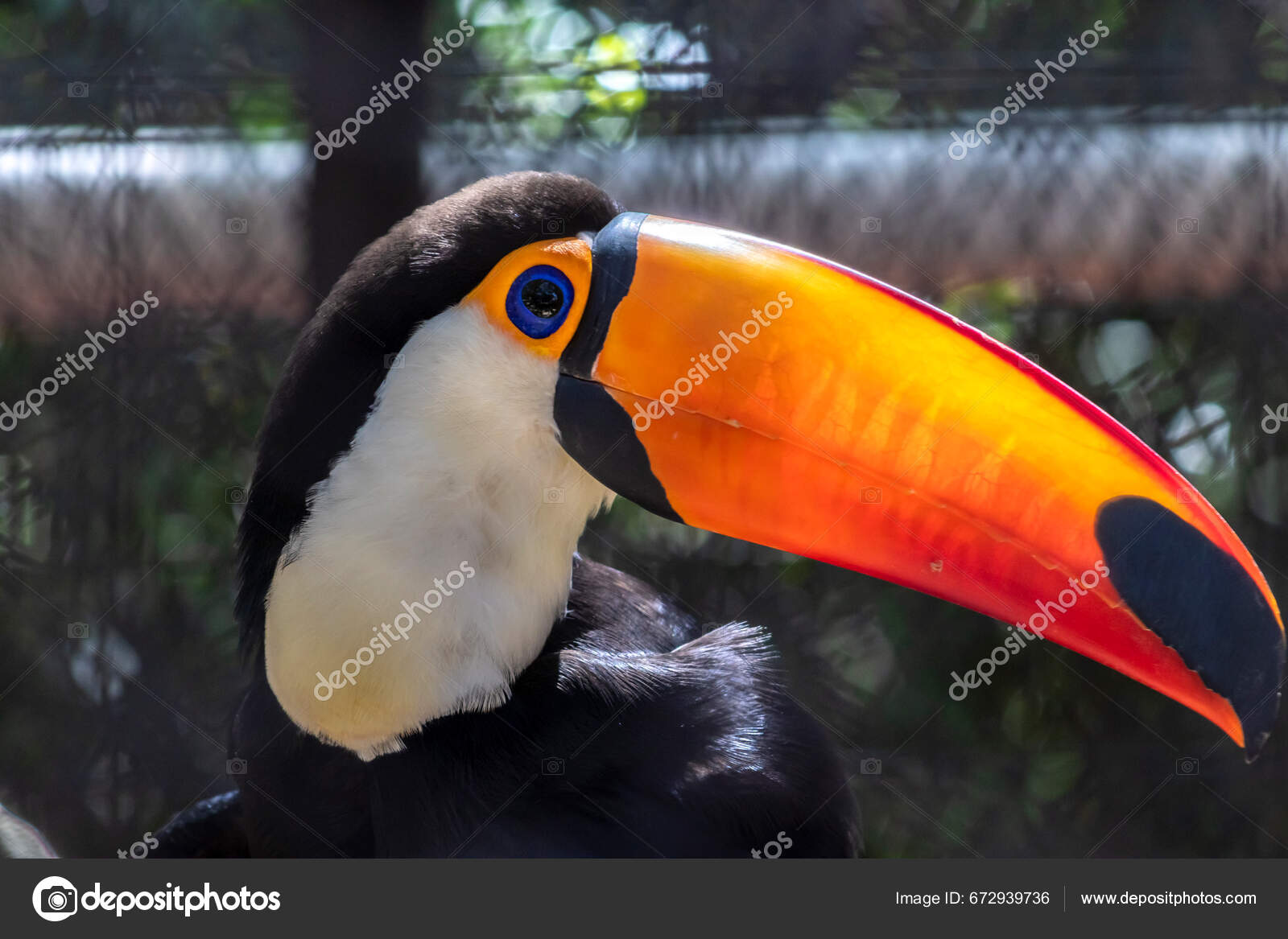 Toco Toucan Ramphastos Toco Cage Zoo Brazil Stock Photo by ©alfribeiro ...