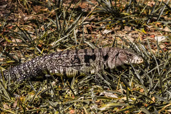 Énorme tegu Stock Photos, Royalty Free Énorme tegu Images | Depositphotos