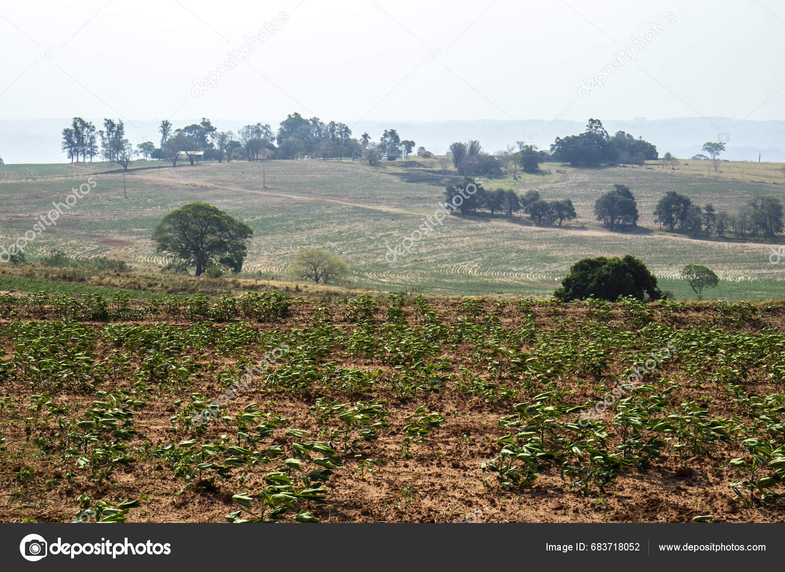 Maniok Oder Maniokpflanze Auf Dem Feld Brazi – Stockfoto © alfribeiro ...