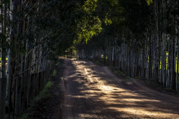La strada ombrosa fotos de stock, imágenes de La strada ombrosa sin ...