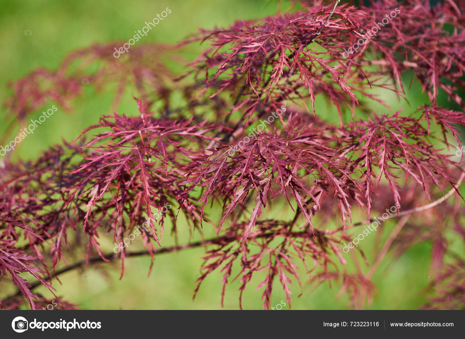 Close Red Foliage Weeping Acer Palmatum Tree Green Background Dissected ...