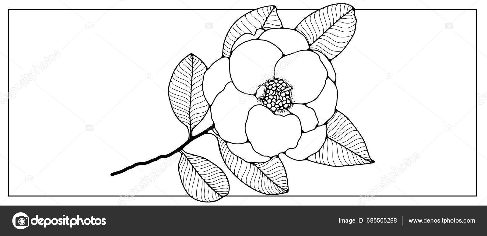 Musta Ääriviivat Kukka Lehdet Valkoisella Taustalla Siluetti Kukka ...