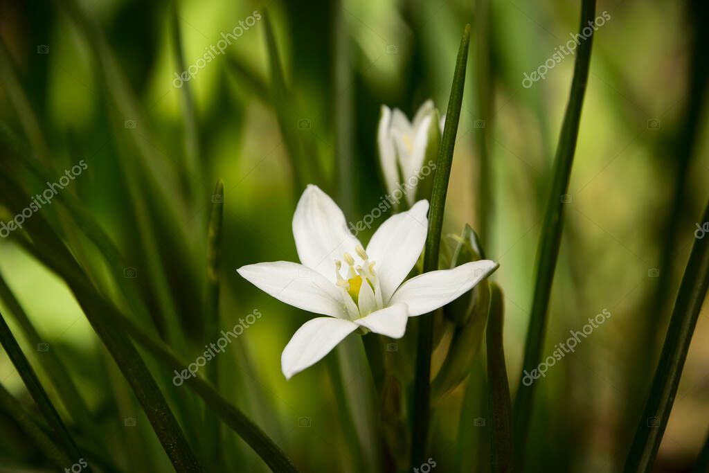 Flor de primavera blanca llamada jardín estrella de Belén (Ornithogalum ...