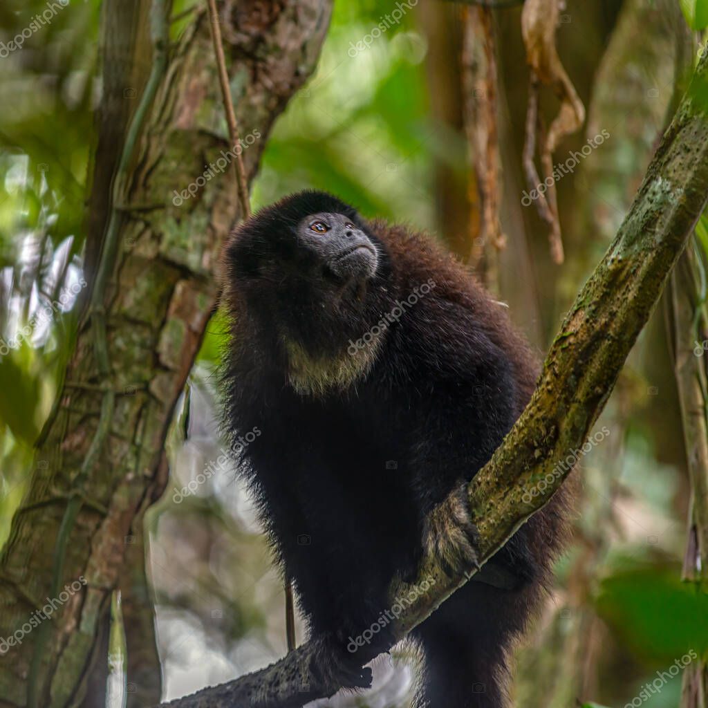 Mono aullador manto ecuatoriano (Alouatta palliata aequatorialis ...