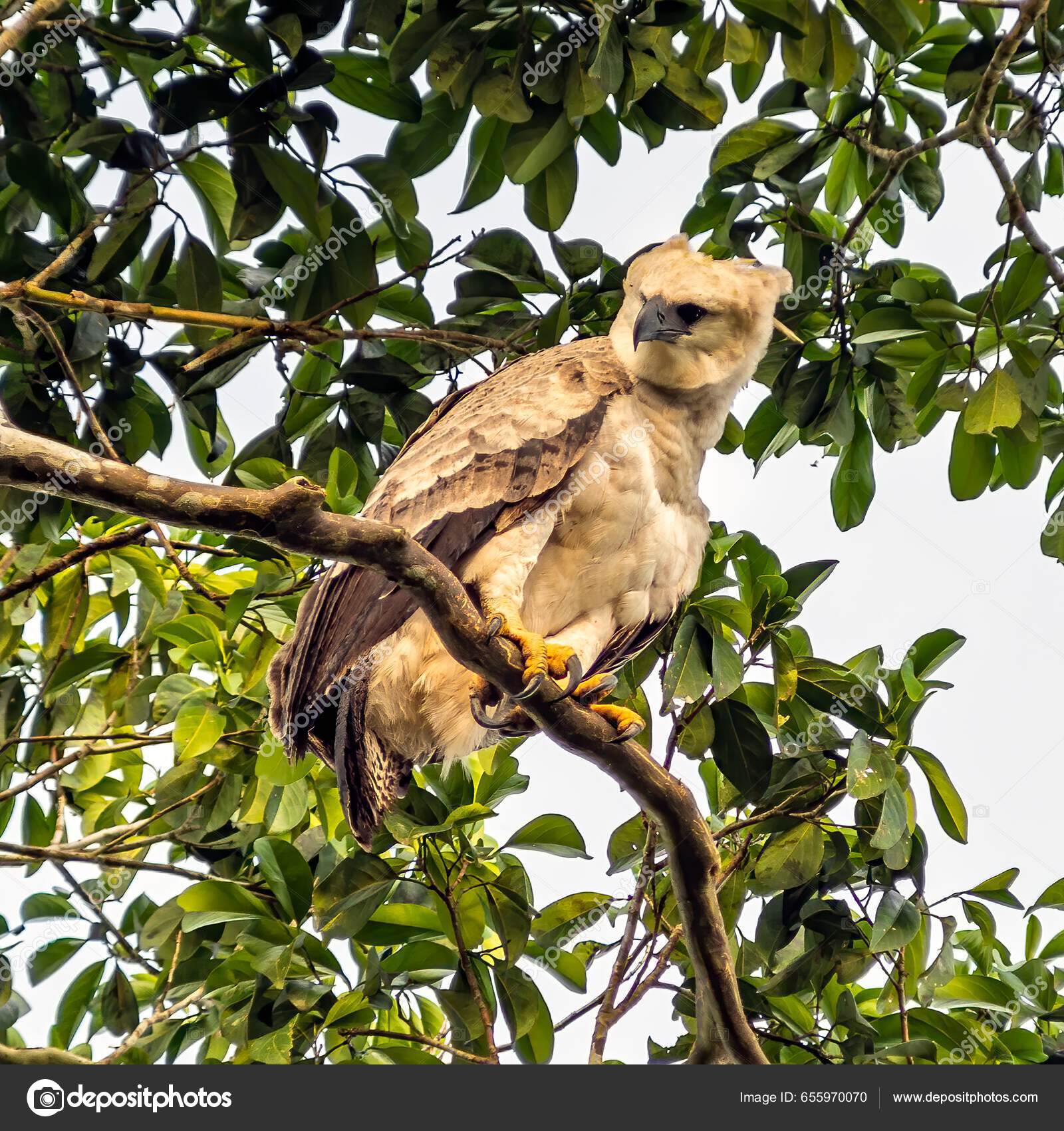 Harpy Eagle Perched