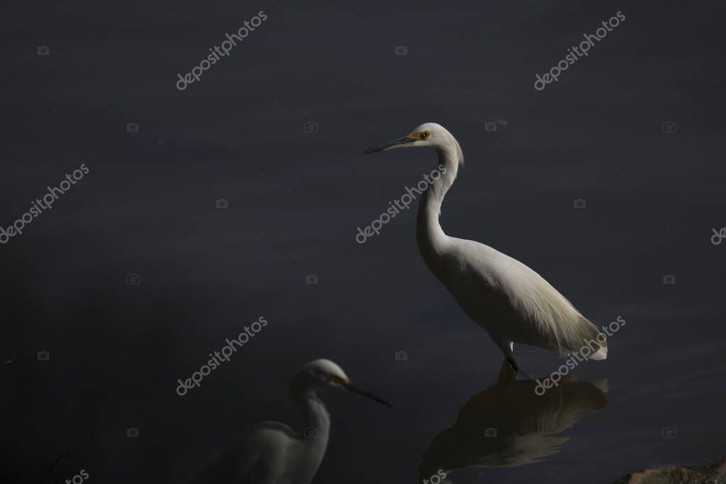 Una garza blanca está parada en el agua. El agua es oscura y el pájaro ...