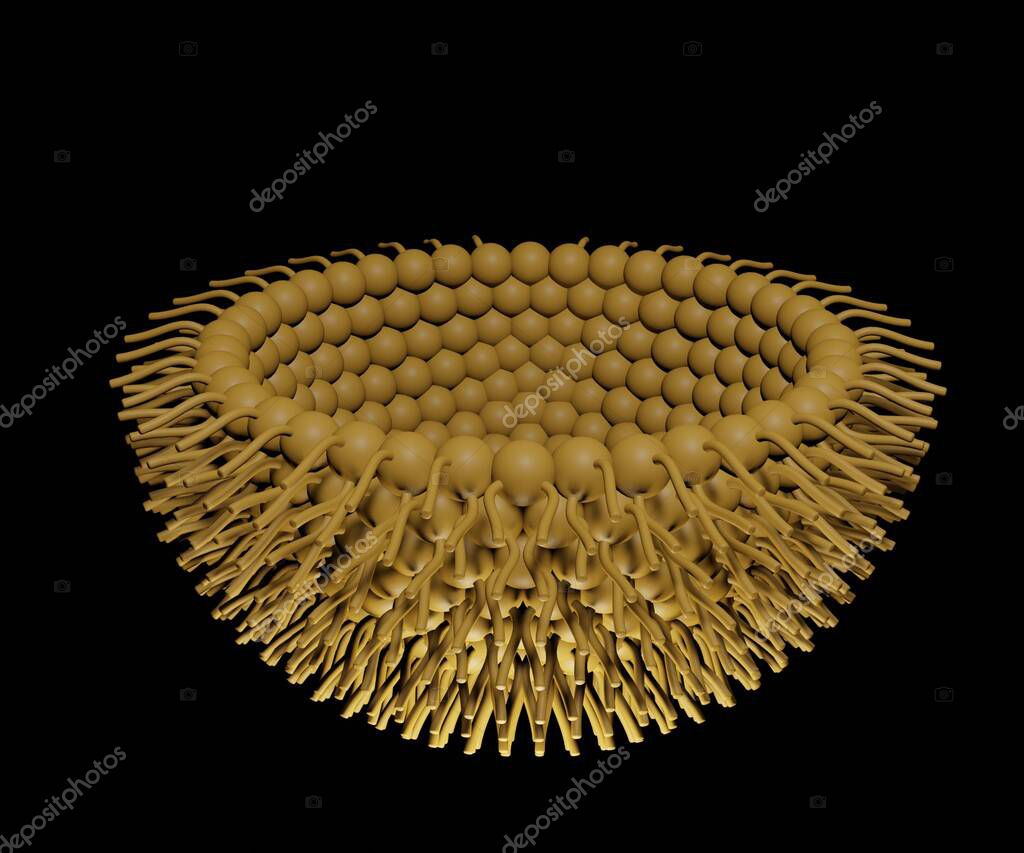 Una micela inversa es una micela en la que las fases no polares y ...