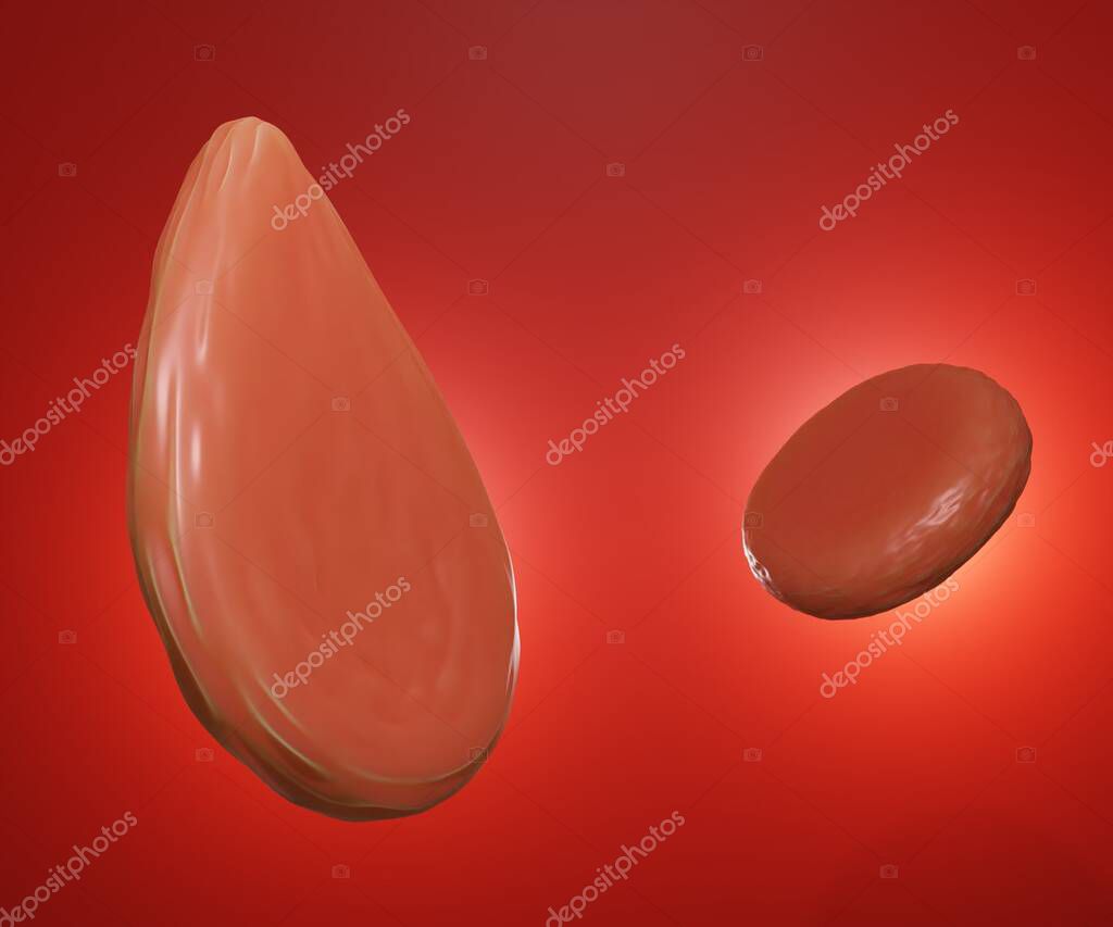 Un dacrocito o dacryocyte es un tipo de poikilocyte que se forma como una rendición 3d de la ...