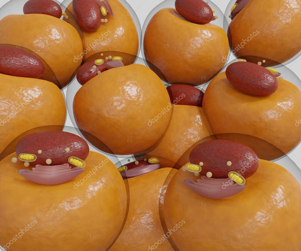 Adipocytes, also known as lipocytes and fat cells. Isolated white ...