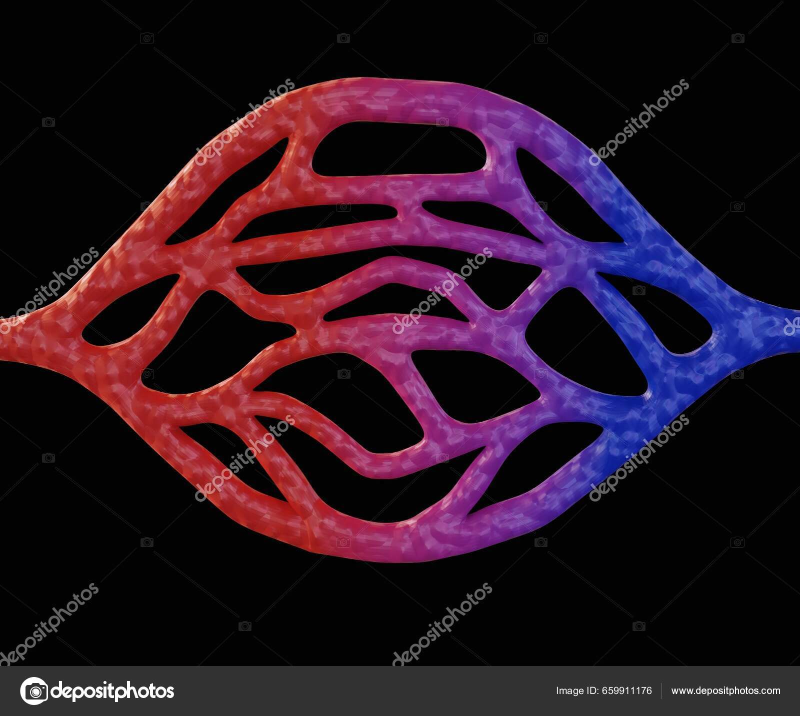 Capillaries Clipart
