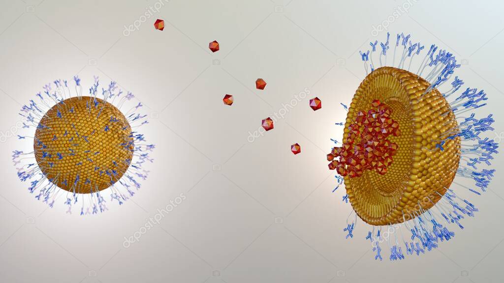 Los liposomas modificados por anticuerpos, inmuno-liposomas, pueden ...