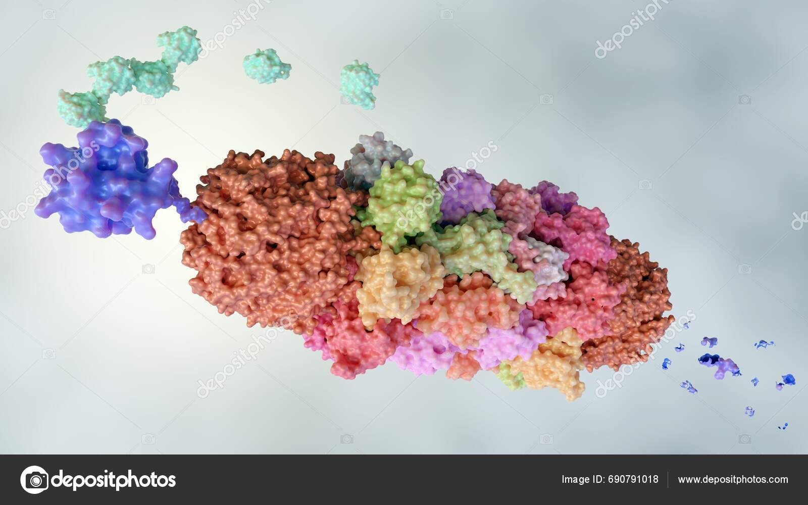 Proteasomes Molecular Machines Breaking Proteins Called Proteolysis ...