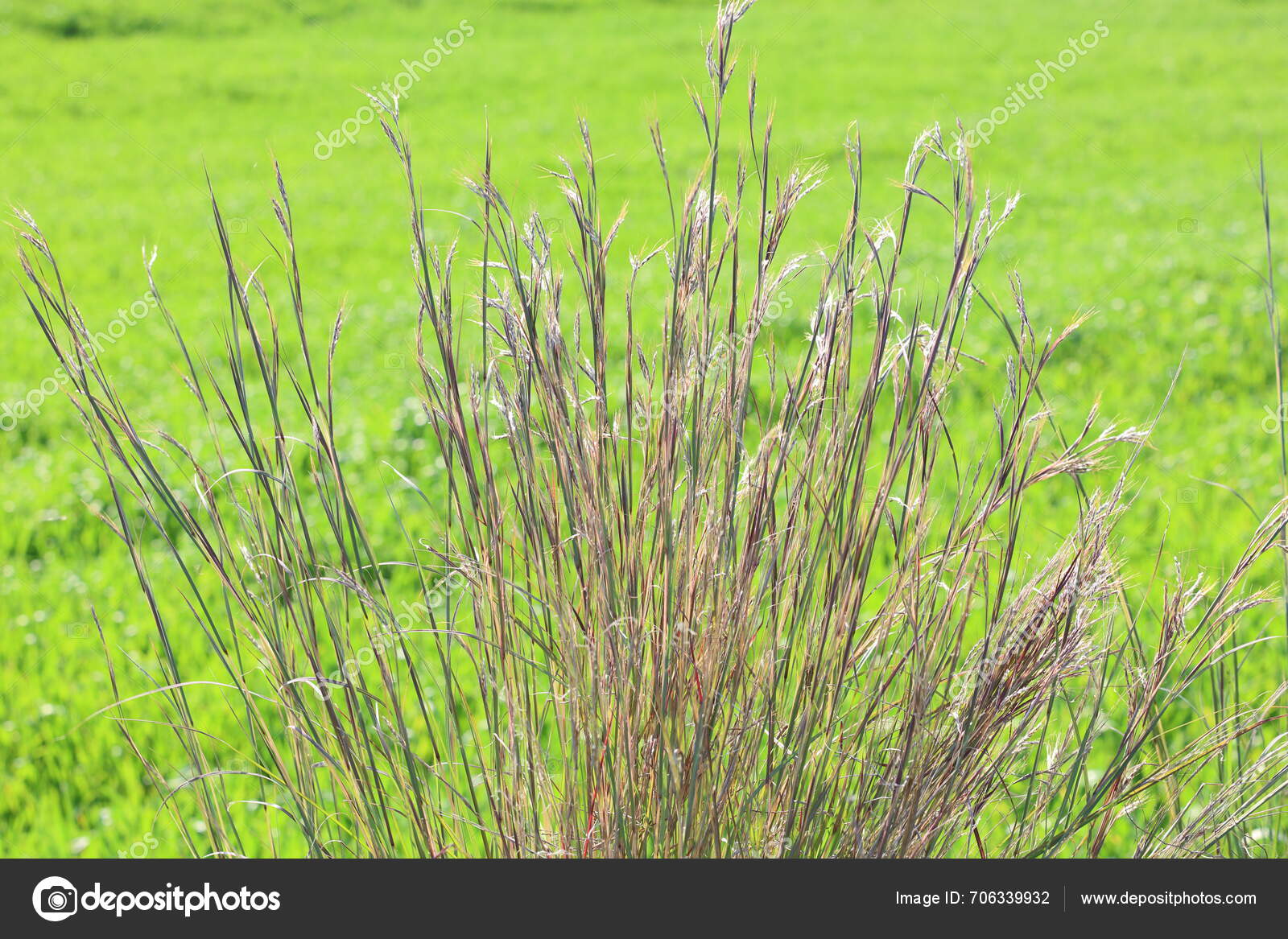 Common Thatching Grass Coolatai Grass Hyparrhenia Hirta — Stock Photo ...