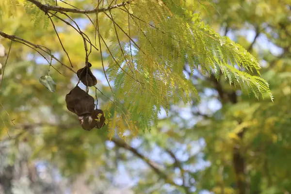 Seed Pods Leaves Leaves Brachychiton Acerifolius — Stock Photo ...
