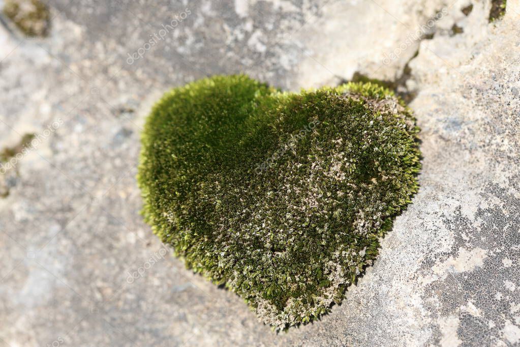 forma de corazón musgo en la roca 2025