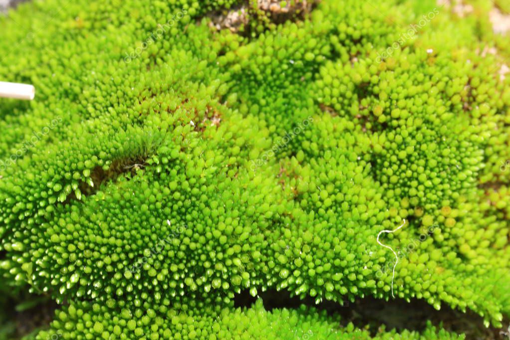 musgo verde virant creciendo en la roca 2025