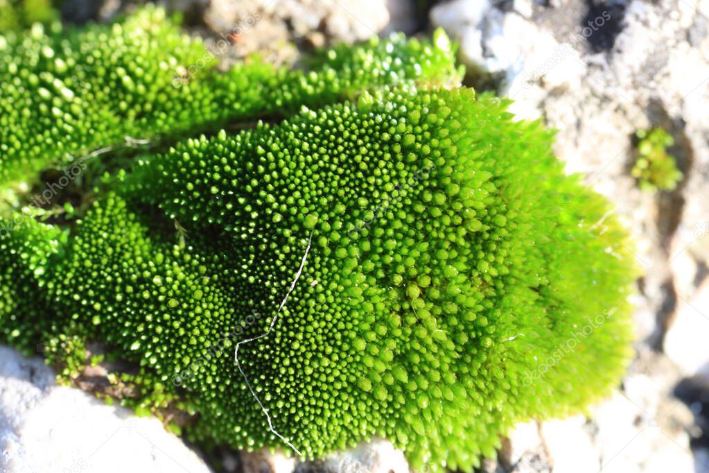 musgo verde virant creciendo en la roca 2025