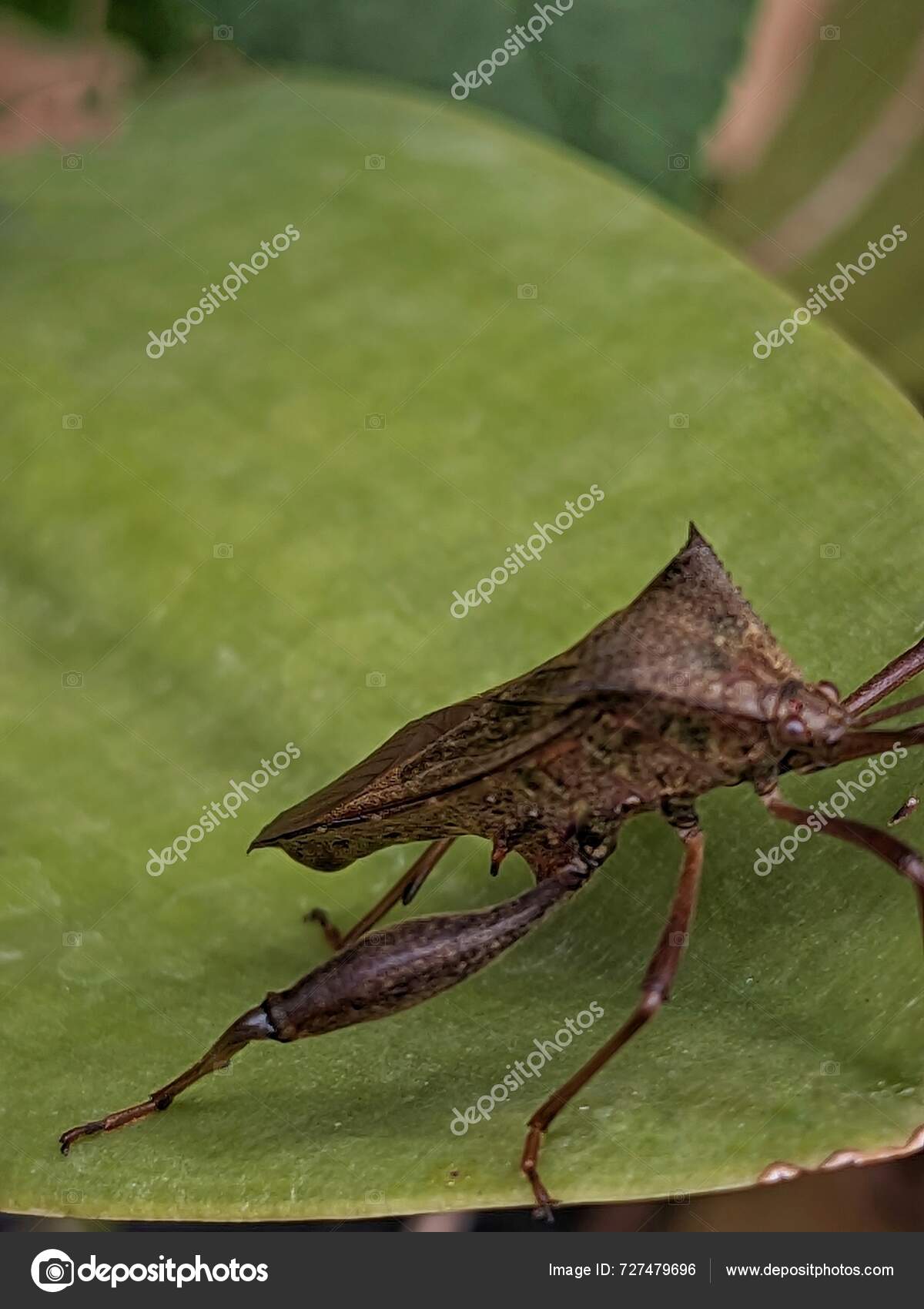 Acanthocephala Terminalis Species Leaf Footed Bug Family Coreidae ...