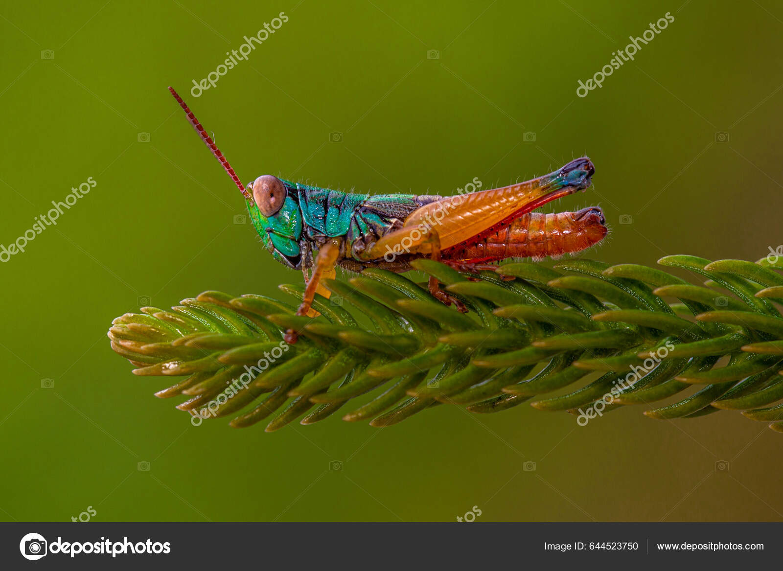 Images Of Grasshoppers Jumping