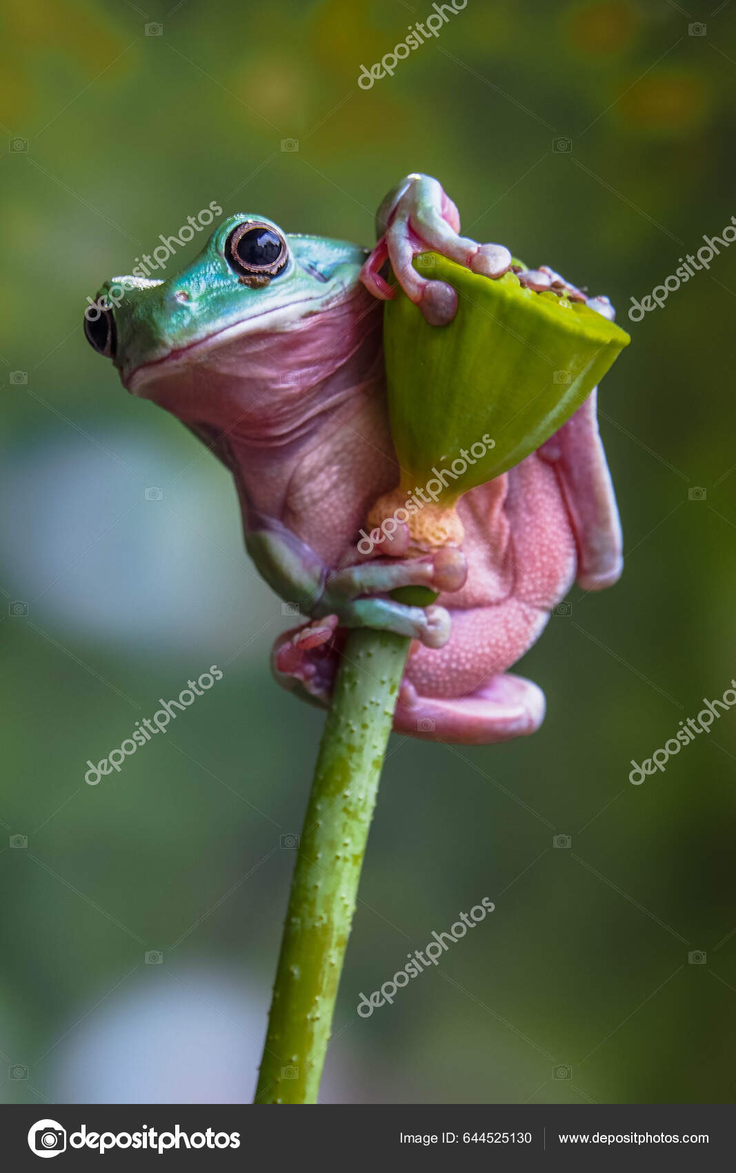 Rana Arbórea Verde Australiana Ranoidea Caerulea También Conocida Como ...