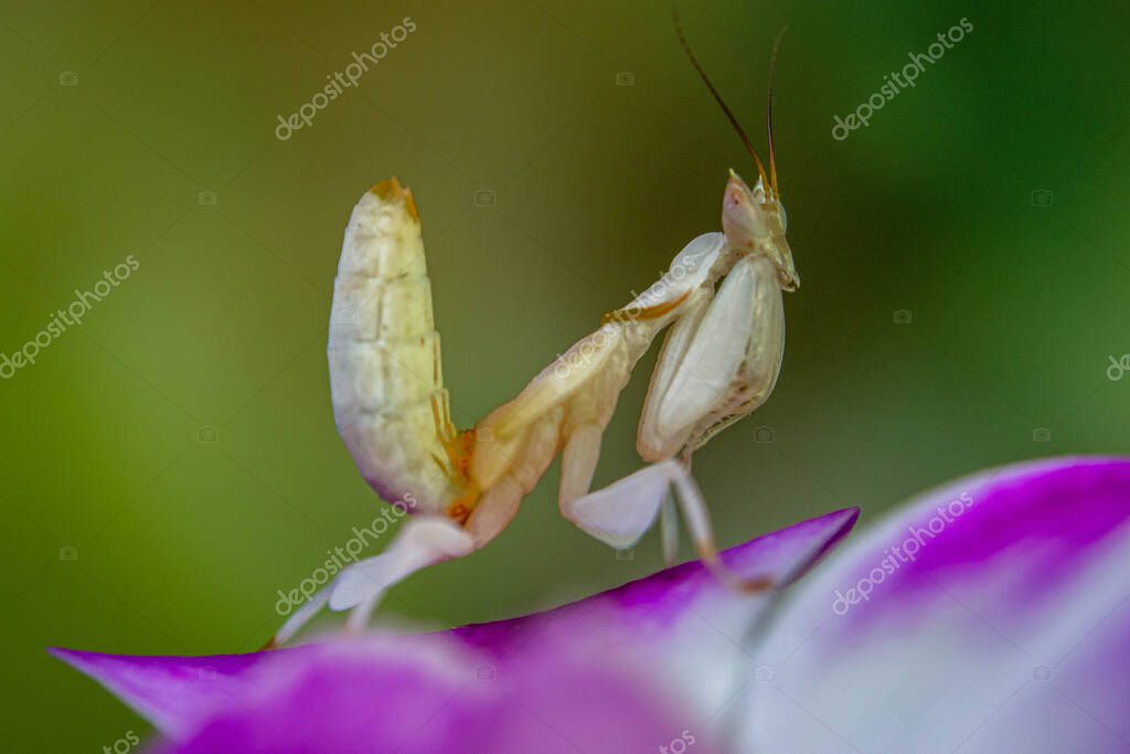 Mantis orquídea, Hymenopus coronatus es una mantis de los bosques ...