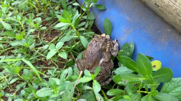 Vidéos pour Animaux accouplement, Animaux accouplement clips vidéo HD ...