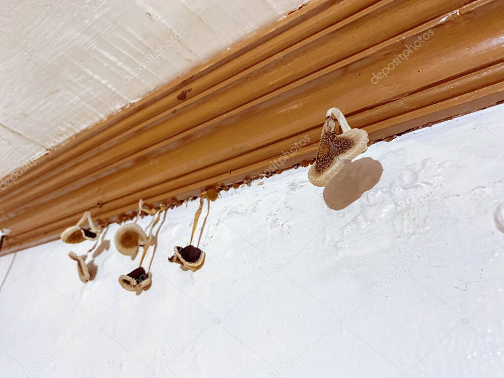 Paneles de techo con hongo en la casa de tuberías de agua dañadas o con ...