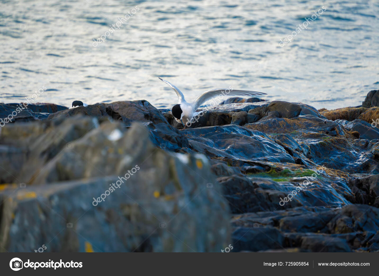 White Fronted Tern Sterna Striata Colony Bluff New Zealand Terns ...