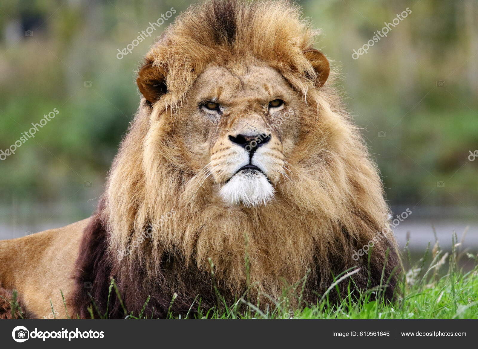Durian Fruit King Rambutan Fruits Ripe Raw Thai Food — Stock Photo ...