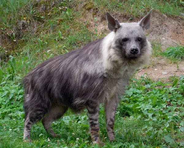 Female rufus images libres de droit, photos de Female rufus | Depositphotos