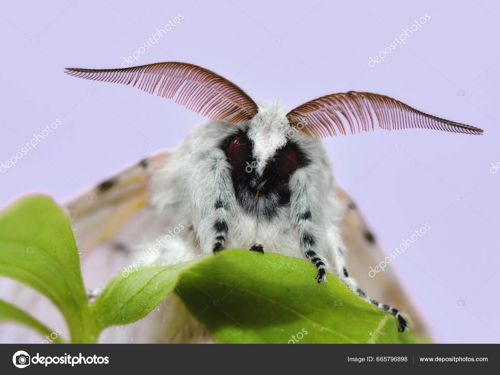 Poodle Moths