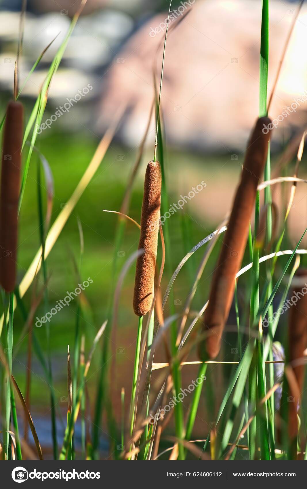 Broad Leaved Cattail Typha Latifolia Green Plants Background Stock ...