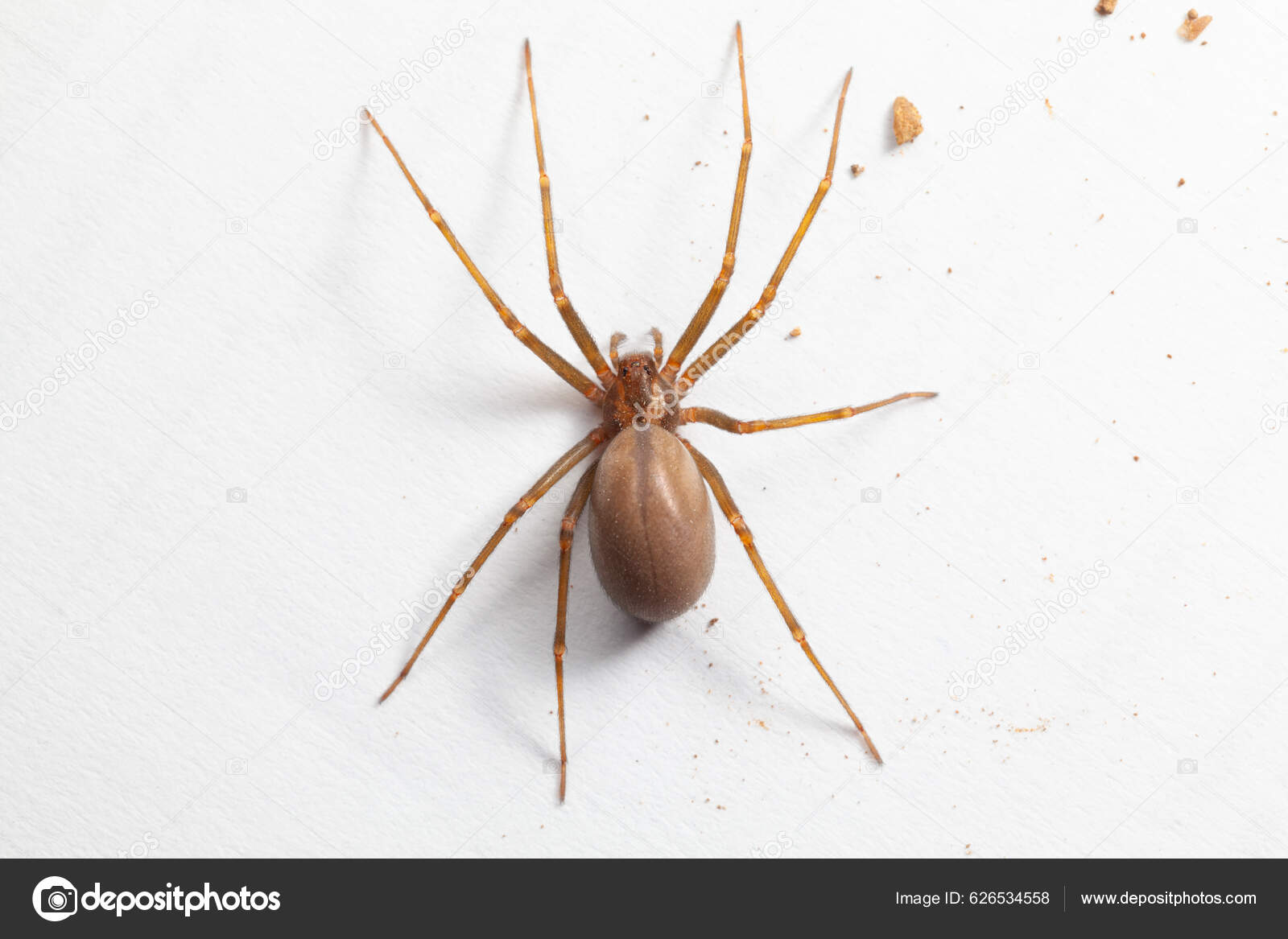 Female Brown Recluse Spider Poisonous Arachnid Stock Photo by ...