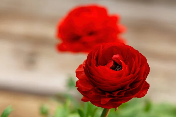 Ranunculus rouge Stock Photos, Royalty Free Ranunculus rouge Images ...