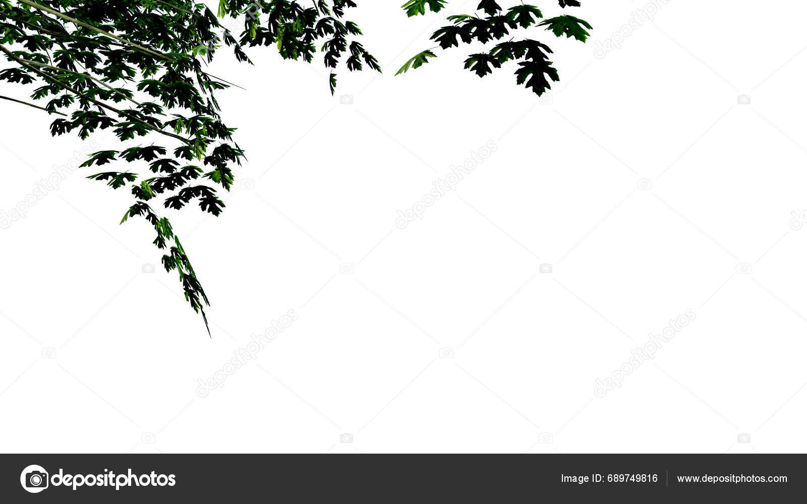 Tree Leave Nature Transparent Cut Out Forest Isolated Background Render ...