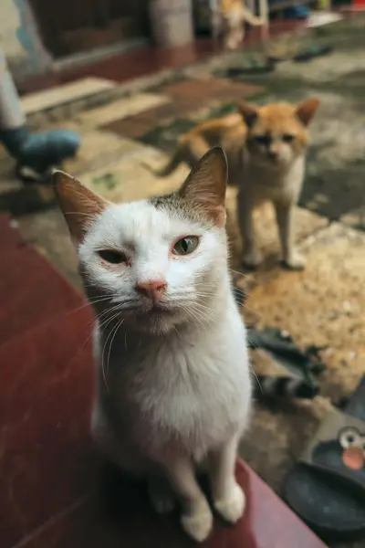 La clase de gato fotos de stock, imágenes de La clase de gato sin ...