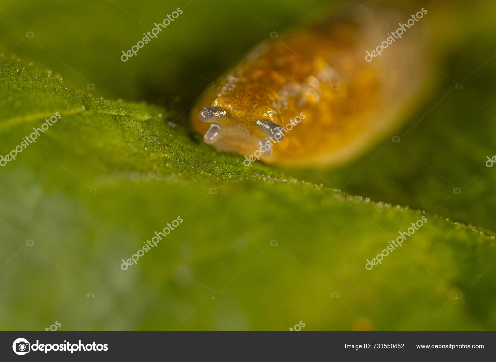 Detailed Close Slug Crawling Vibrant Green Leaf Intricate Textures ...