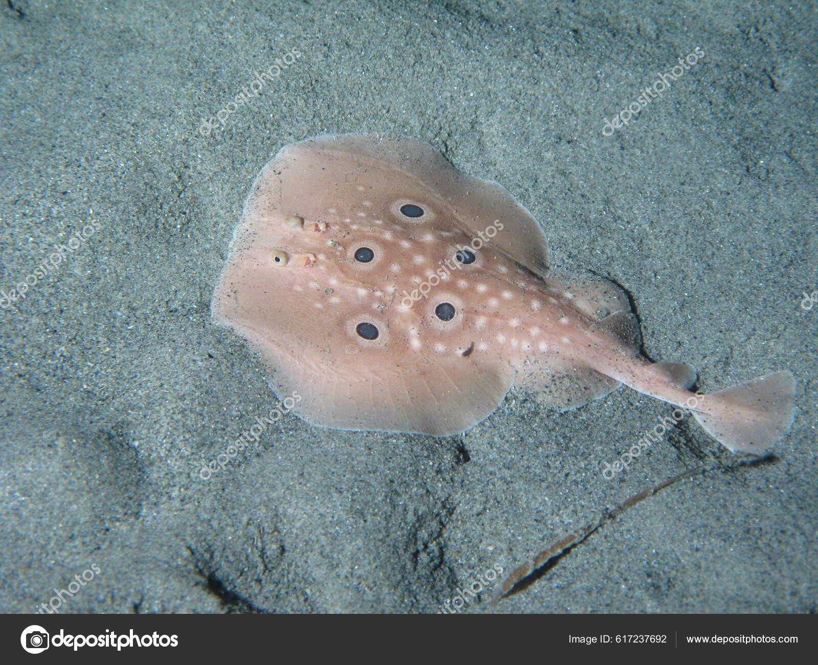 Torpedo Fish Sand Shotted Wild Nighttime — Stock Photo © YAY_Images ...