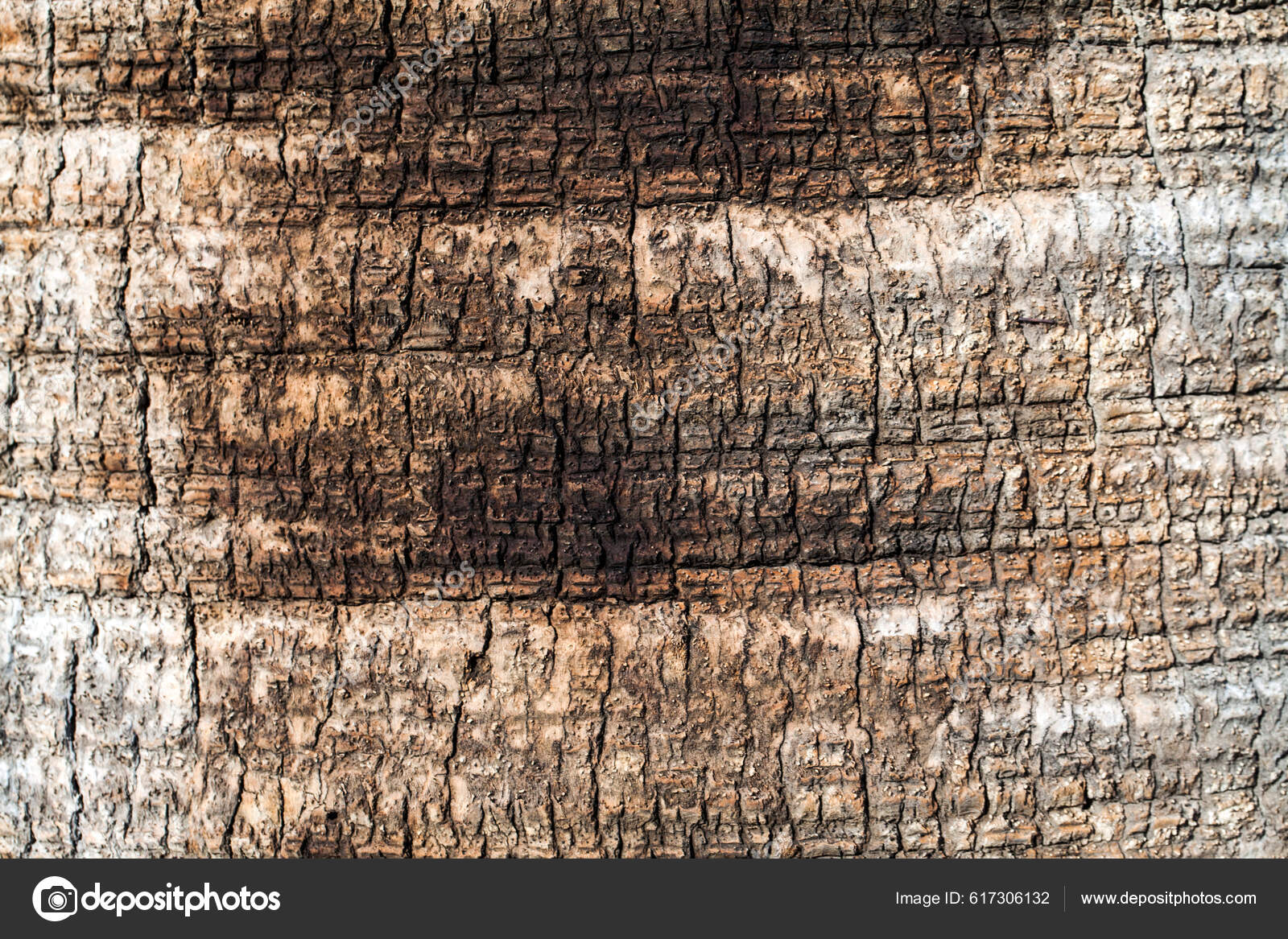 Tree Bark Textured Background Design — Stock Photo © YAY_Images #617306132