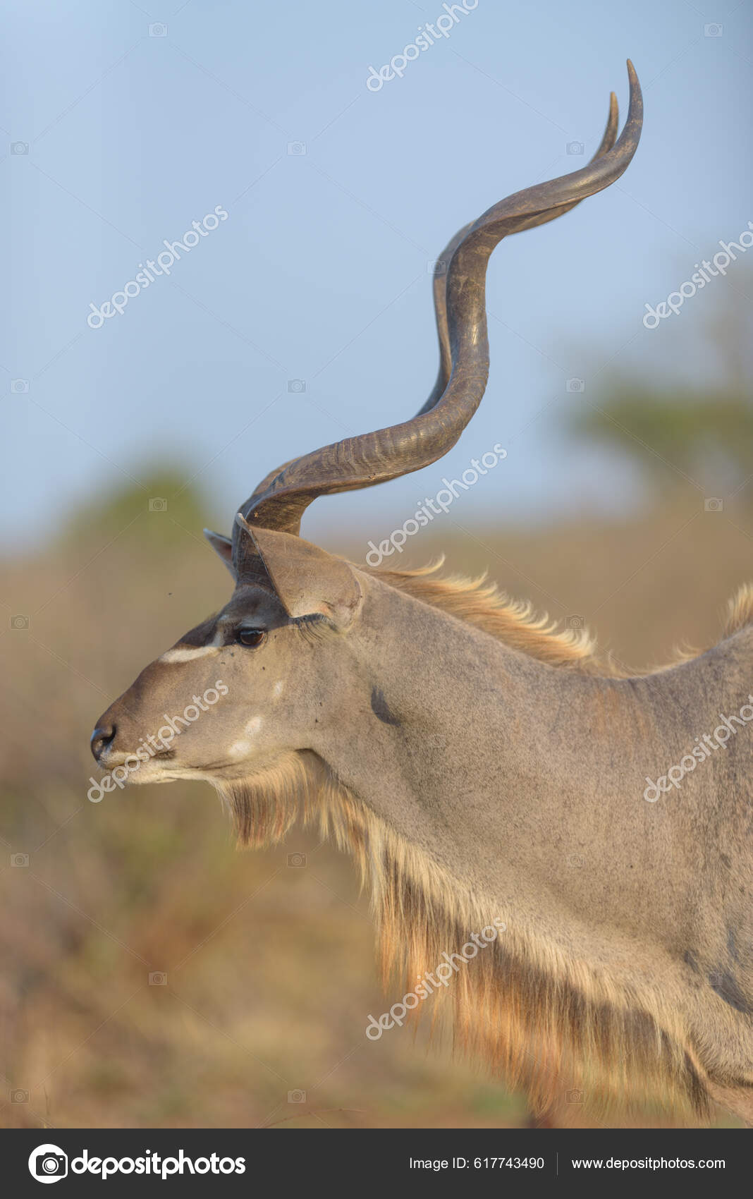 Scenic Shot Beautiful Kudu Antelope — Stock Photo © YAY_Images #617743490