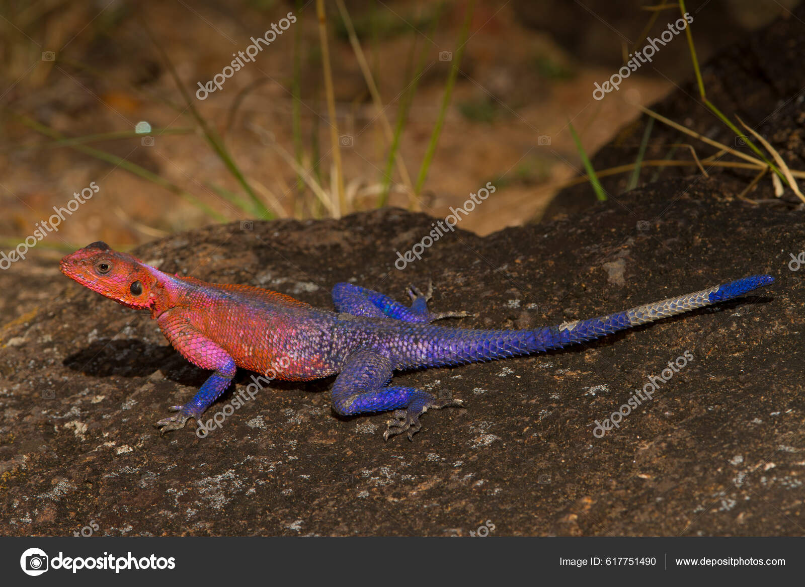 Agama Agama Wilderness Stock Photo by ©YAY_Images 617751490