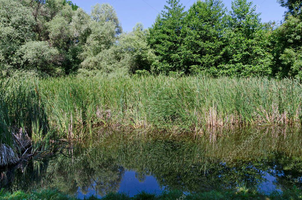 "Bosque verde de verano y caña o prisa con reflejo en el lago, South ...