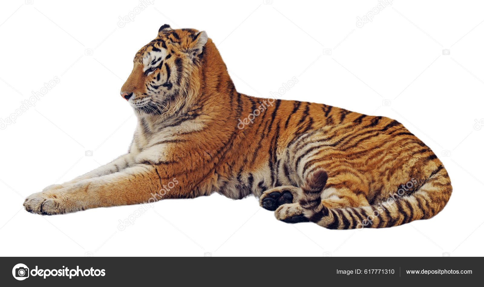 Resting Isolated Tiger White — Stock Photo © YAY_Images #617771310