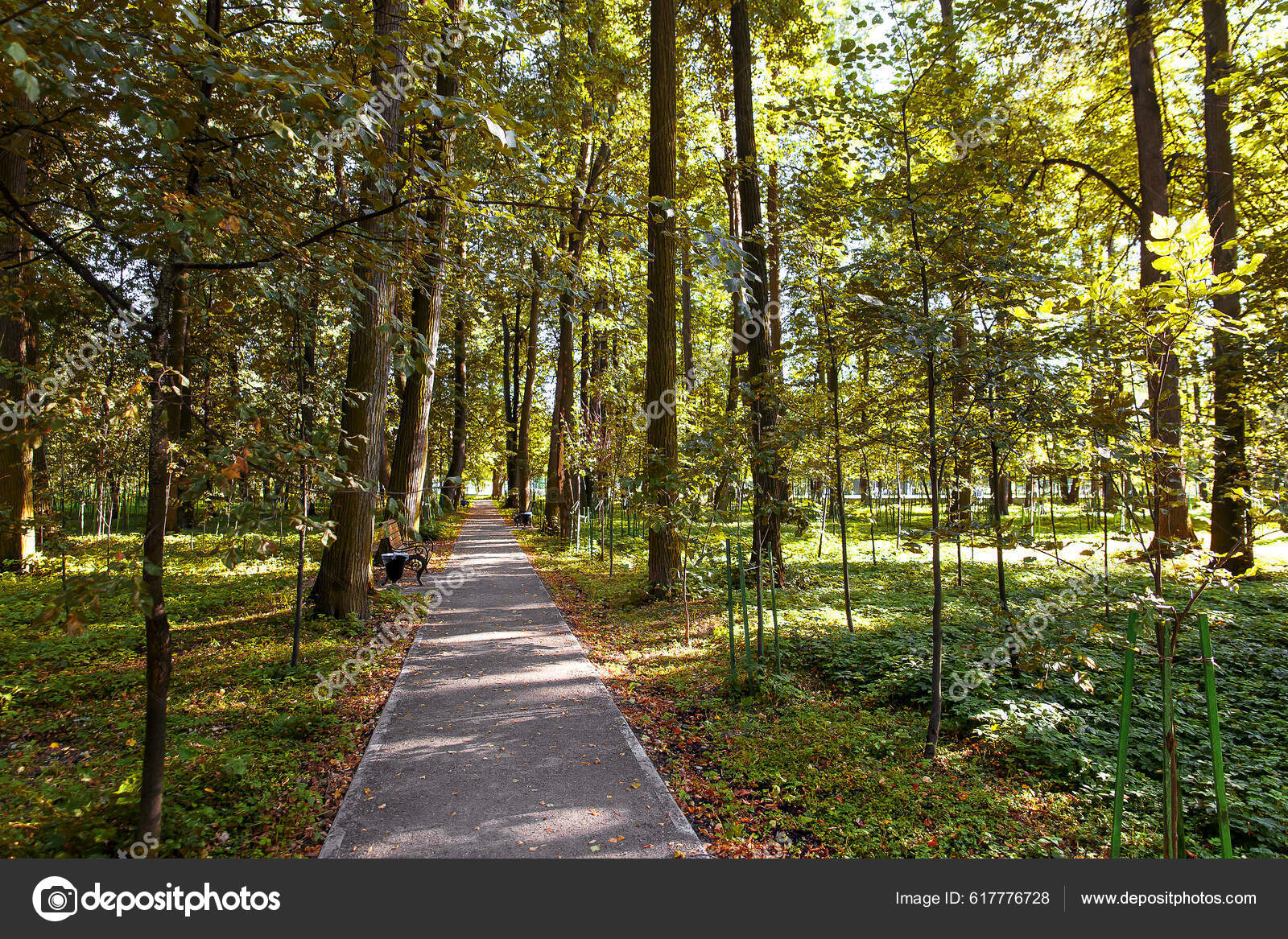 Walkway Lane Path Green Trees Forest Beautiful Alley Park Early — Stock ...