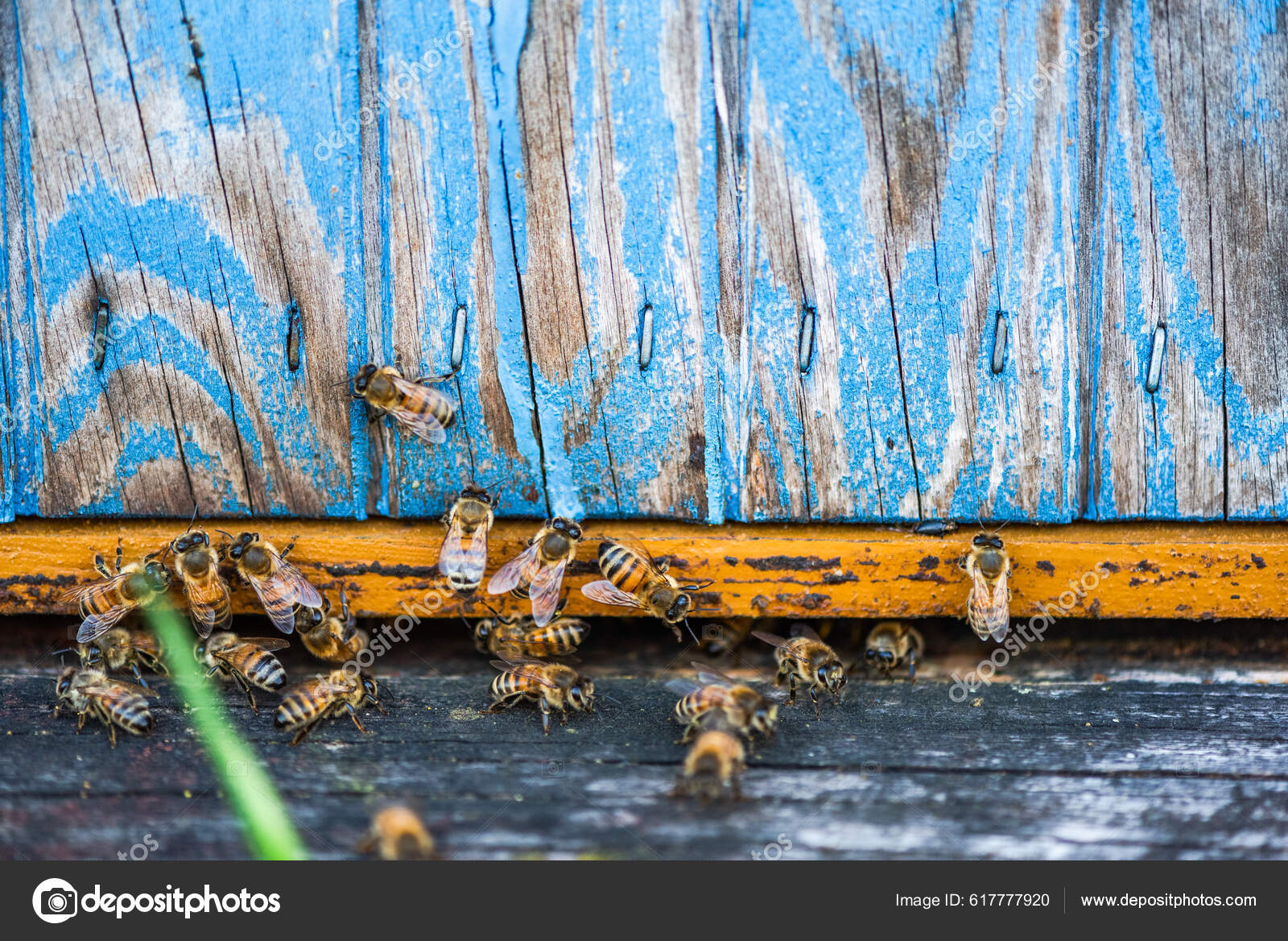 Honeybee Honey Bee Entrance Beehive Ecological Honey — Stock Photo ...