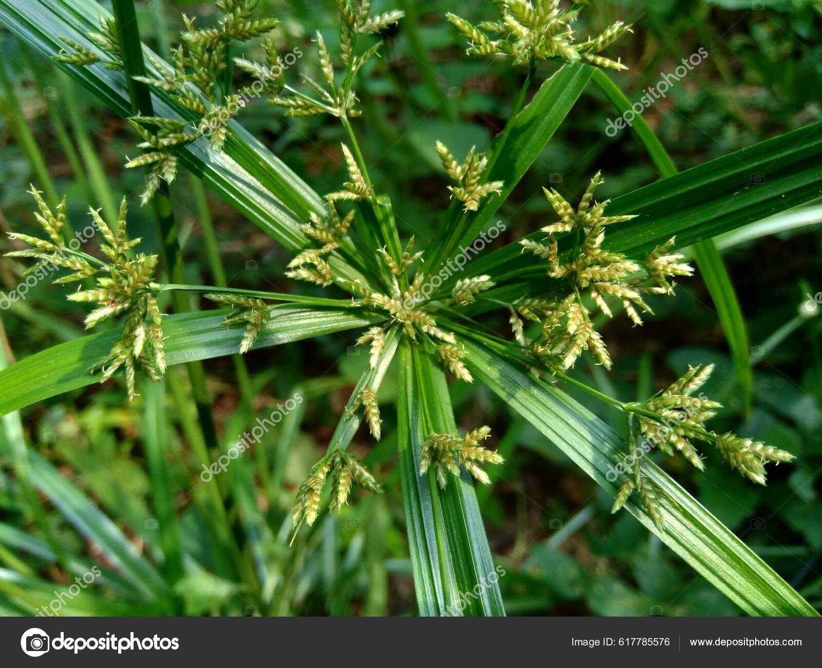 Cyperus Rotundus Coco Grass Java Grass Nut Grass Purple Nut — Stock ...