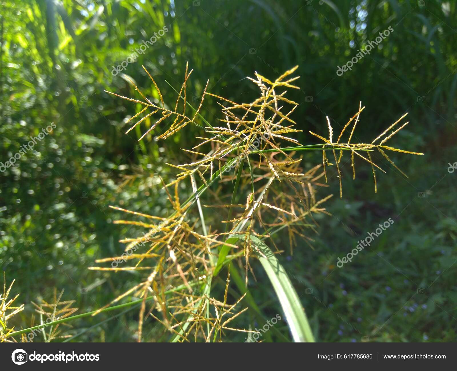 Cyperus Rotundus Coco Grass Java Grass Nut Grass Purple Nut Stock Photo ...