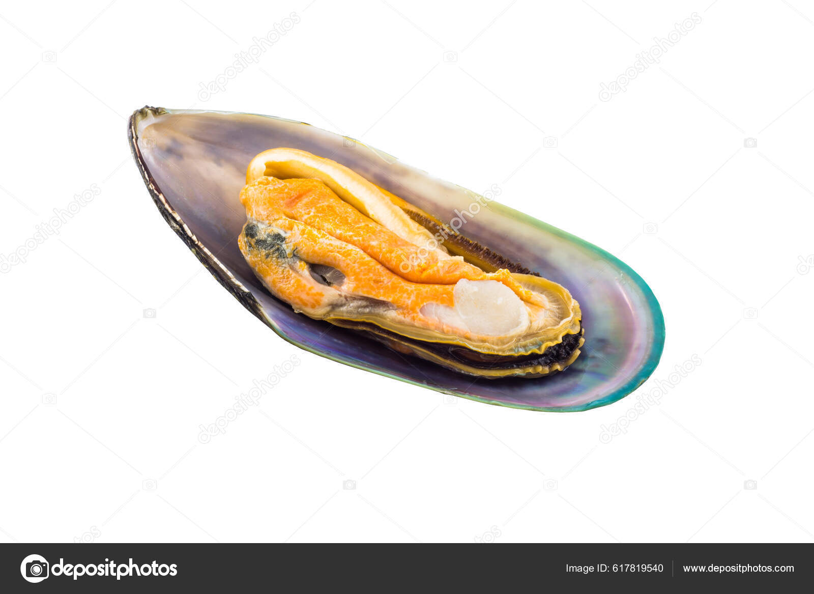 Mejillón Concha Verde Sobre Fondo Blanco — Foto de stock #617819540 ...